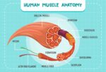 Duchenne vs. Becker Muscular Dystrophy: What Are the Differences? - DMD ...