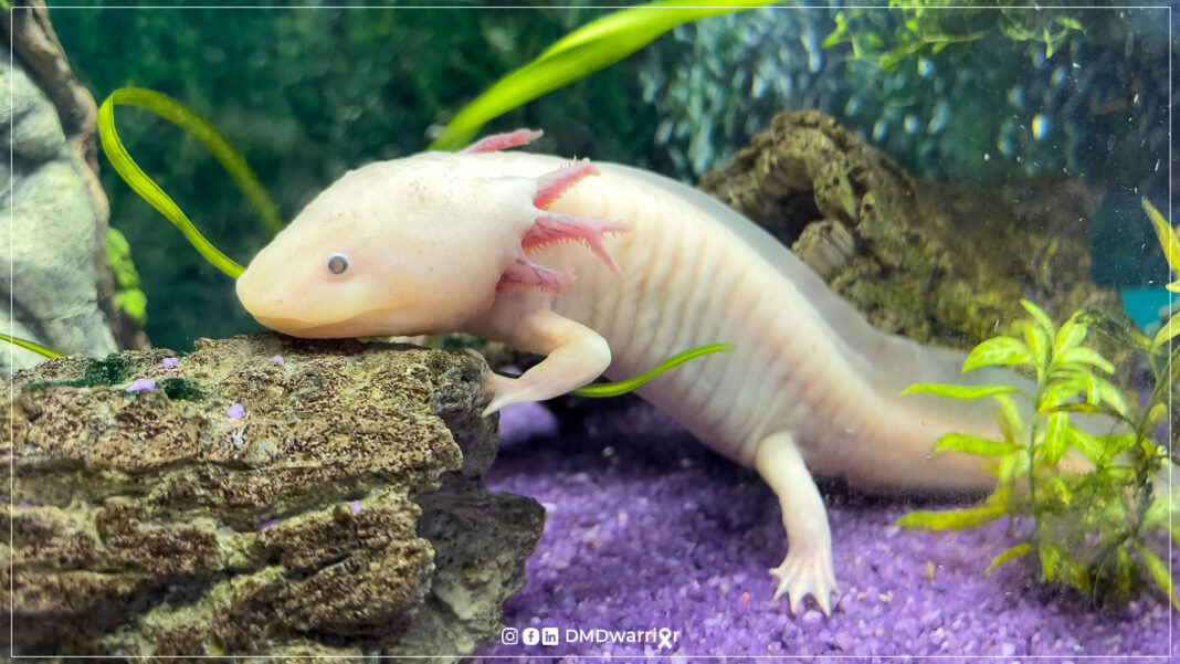 Axolotl Self Regenerative Ability and Duchenne Muscular Dystrophy (DMD) - DMD Warrior