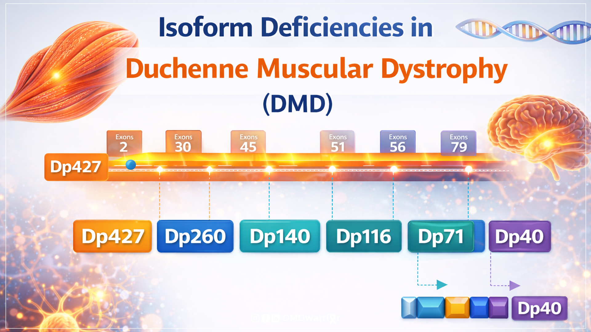 6 Essential Facts About Isoform Deficiencies in Duchenne Muscular ...